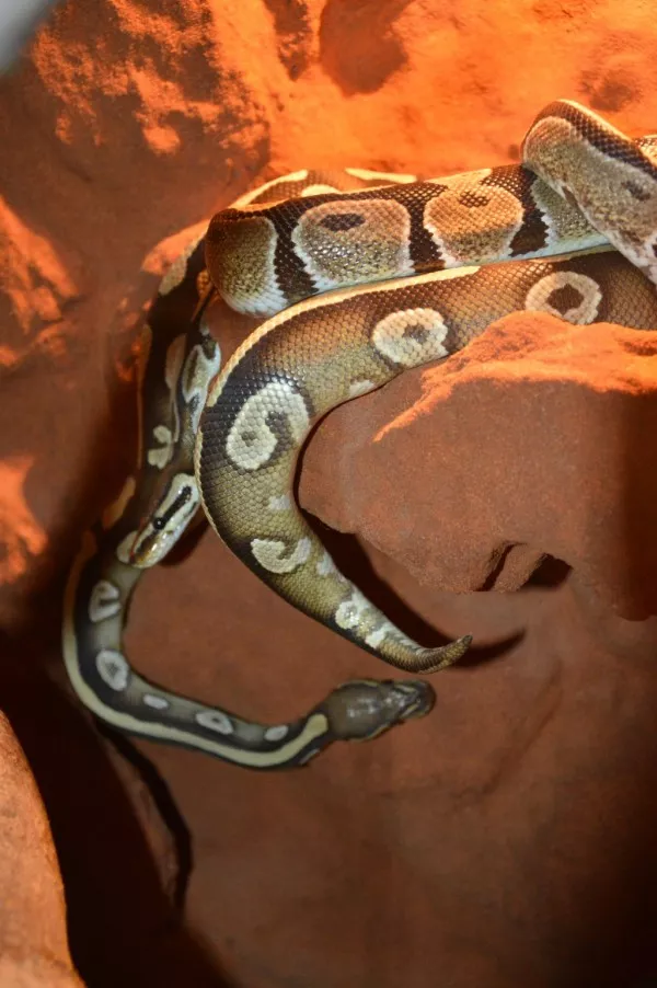 Royal pythons