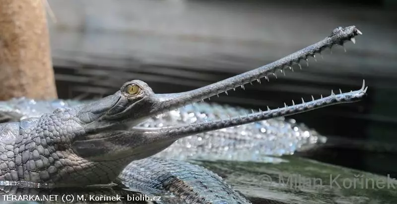 TERARKA.NET - Atlas - Fotogalerie