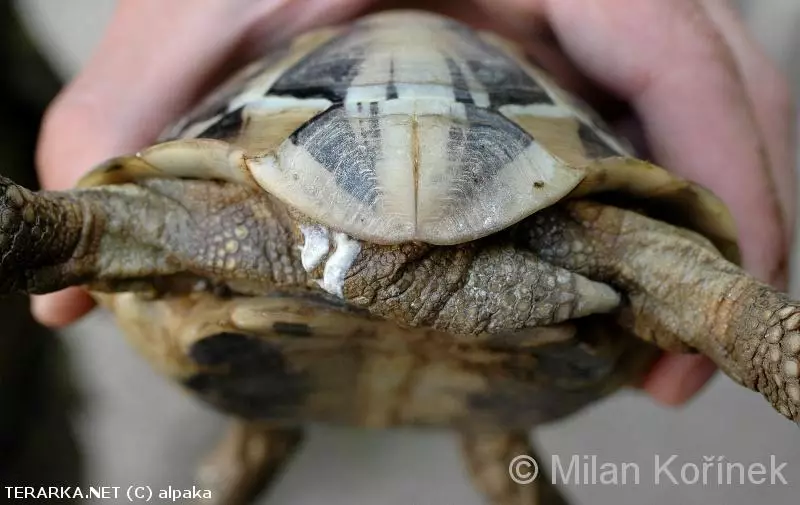 TERARKA.NET - Atlas - Fotogalerie