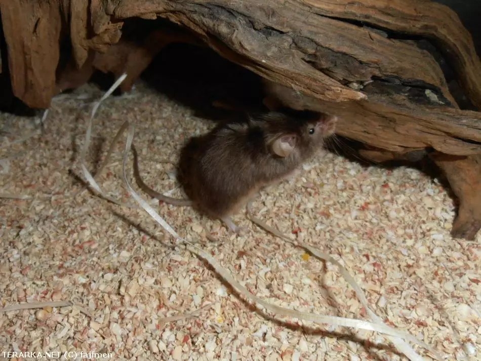 TERARKA.NET - Atlas - Fotogalerie