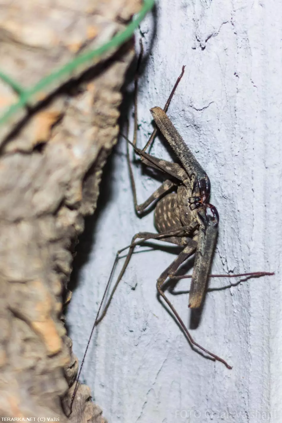 TERARKA.NET - Atlas - Fotogalerie