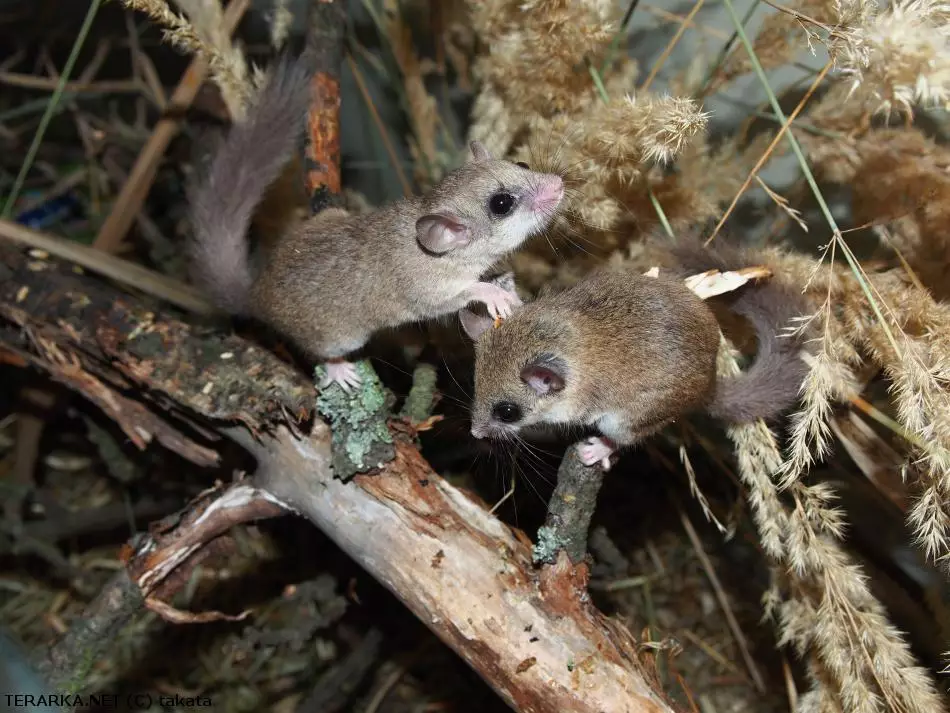 TERARKA.NET - Atlas - Fotogalerie