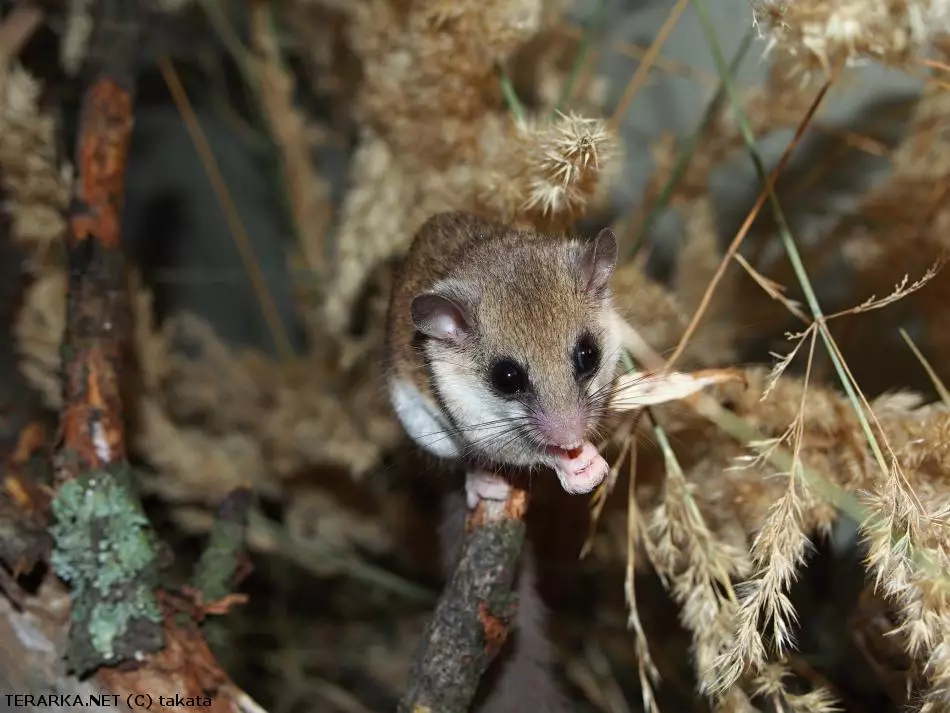 TERARKA.NET - Atlas - Fotogalerie